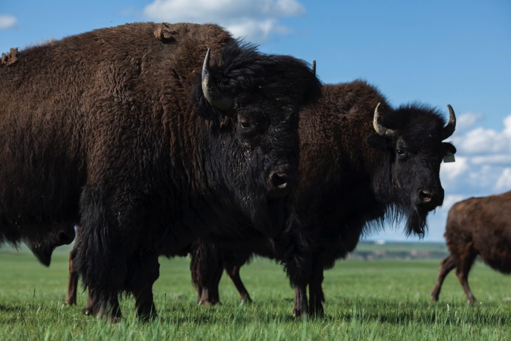 About The Siksika Group of Companies